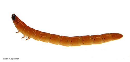 False Wireworm